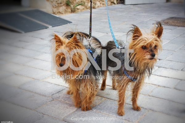 Two Yorkshire Terrier Dogs - Boxist.com Photography / Sam Mugraby's ...