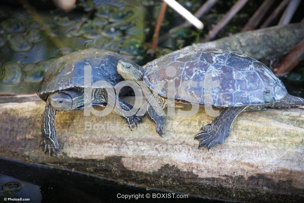 Turtles Resting on Tree Branch - Boxist.com Photography / Sam Mugraby's ...