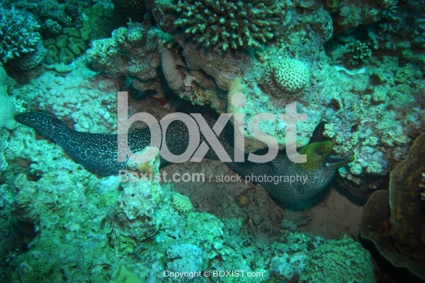 Morena Fish Under Sea Bottom Rocks - Boxist.com Photography / Sam ...
