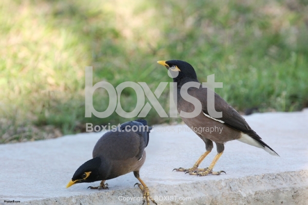 Two Indian Mynah Birds - Boxist.com Photography / Sam Mugraby's Stock ...