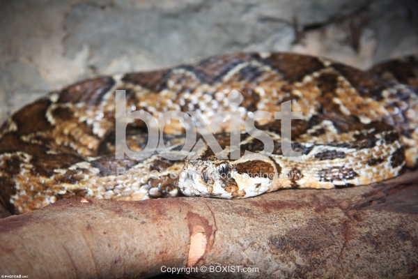 Palestinian Viper Snake - Boxist.com / Stock Photography