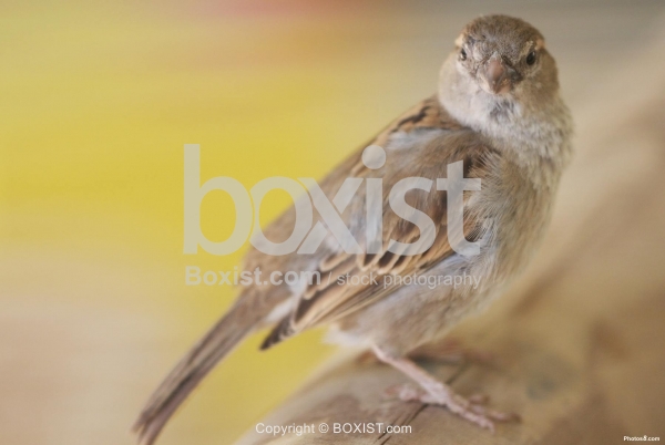 Passer Bird - Boxist.com Photography / Sam Mugraby's Stock Photography