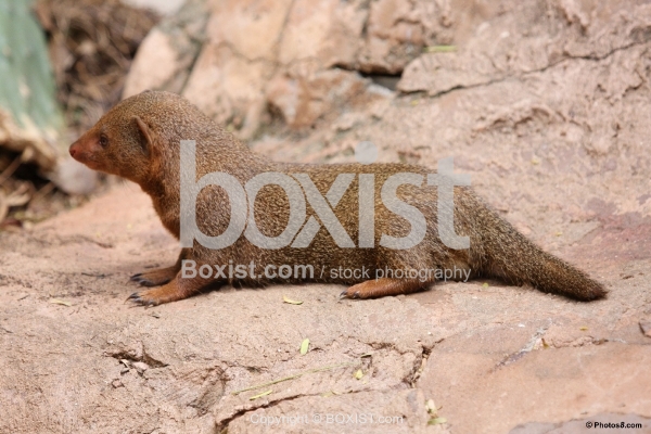 Common Mongoose Lying Down - Boxist.com Photography / Sam Mugraby's ...