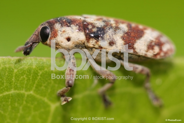 Coreidae Rusty Skin Insect - Boxist.com Photography / Sam Mugraby's ...