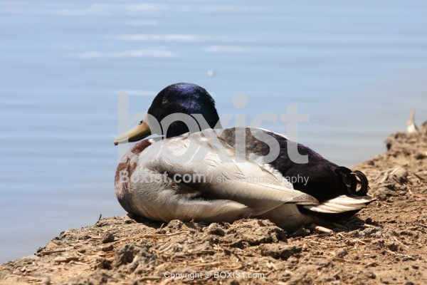 Duck Lying Down - Boxist.com Photography / Sam Mugraby's Stock Photography