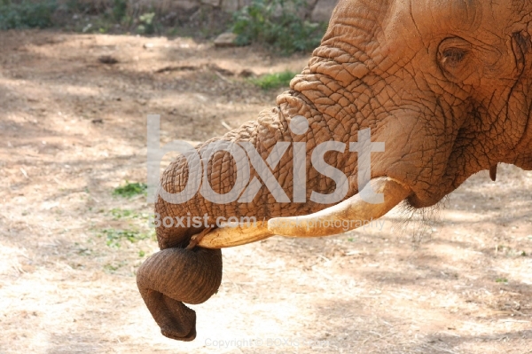 Elephant Trunk Playing - Boxist.com Photography / Sam Mugraby's Stock ...