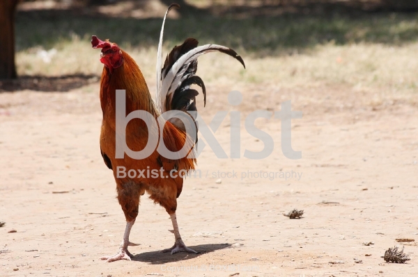 Angry Walking Rooster - Boxist.com Photography / Sam Mugraby's Stock ...