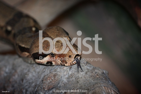 Boa Constrictor Snake - Boxist.com Photography / Sam Mugraby's Stock ...