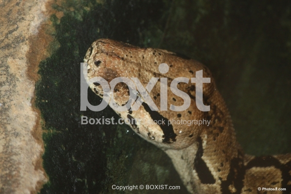 Boa Constrictor Snake Head - Boxist.com Photography / Sam Mugraby's ...