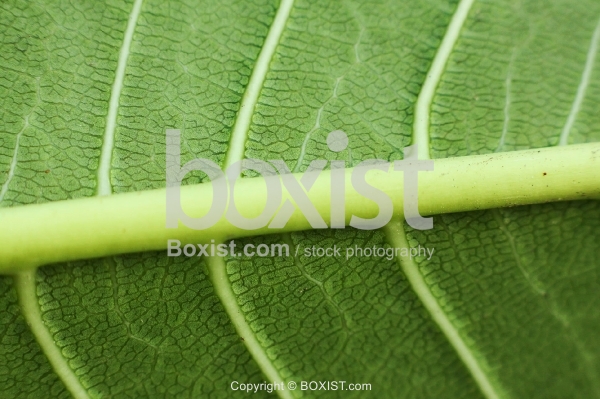 Leaf Lines - Boxist.com Photography / Sam Mugraby's Stock Photography