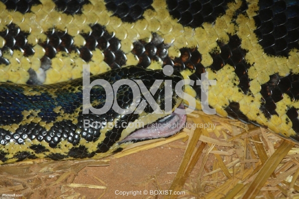 Big Snake Lying Down - Boxist.com Photography / Sam Mugraby's Stock ...