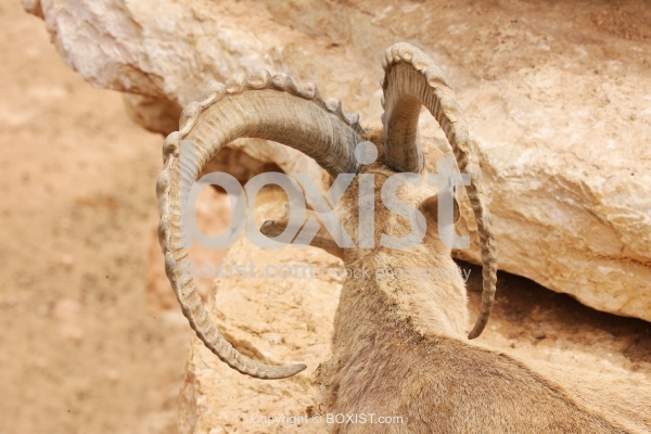 Nubian Ibex Horns - Boxist.com Photography / Sam Mugraby's Stock ...