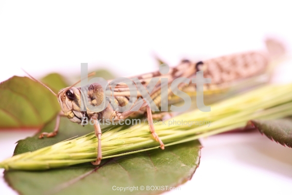Macro of Locust on Green Grass - Boxist.com Photography / Sam Mugraby's ...