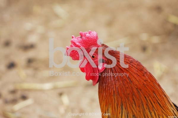 Male Chicken Rooster - Boxist.com Photography / Sam Mugraby's Stock ...