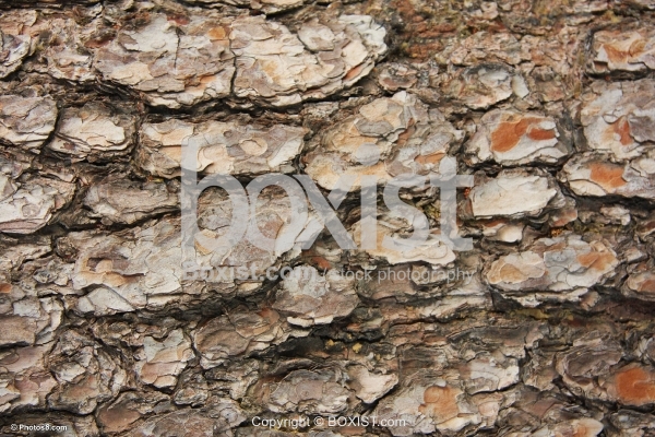 Tree Skin Texture - Boxist.com Photography / Sam Mugraby's Stock ...