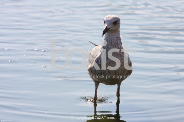 Herring Gull Fledgling - Boxist.com Photography / Sam Mugraby's Stock ...