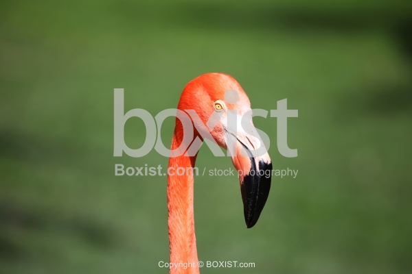 Closeup Face of Red Flamingo - Boxist.com Photography / Sam Mugraby's ...
