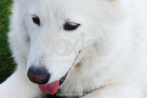 Samoyed Dog Face - Boxist.com Photography / Sam Mugraby's Stock Photography
