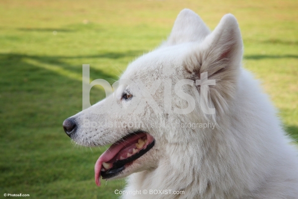 Samoyed Dog Portrait - Boxist.com Photography / Sam Mugraby's Stock ...