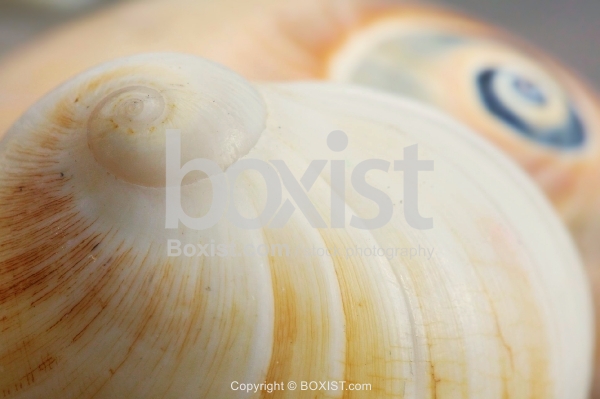 Seashell Curves - Boxist.com Photography / Sam Mugraby's Stock Photography
