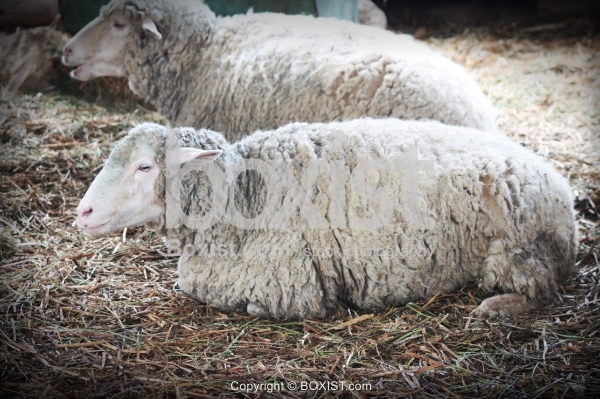 Sheep Sitting Down - Boxist.com Photography / Sam Mugraby's Stock ...