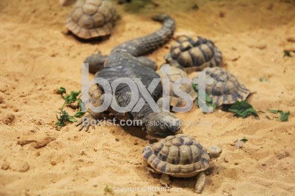 Lizard Between Small Turtles - Boxist.com Photography / Sam Mugraby's ...