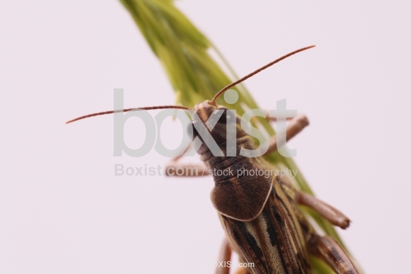 Locust Eating Green Grass - Boxist.com Photography / Sam Mugraby's ...