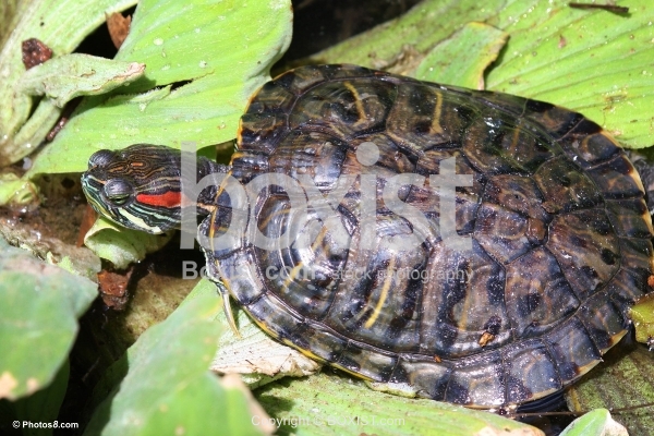 Red Eared Common Slider - Boxist.com Photography / Sam Mugraby's Stock ...