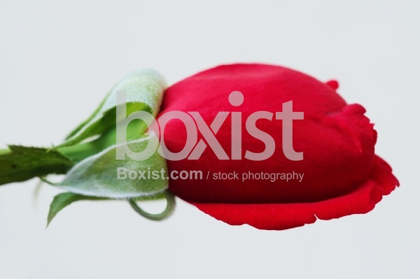 One Small Red Rose - Boxist.com Photography / Sam Mugraby's Stock ...