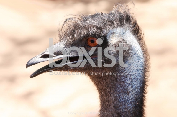Pretty Emu - Boxist.com Photography / Sam Mugraby's Stock Photography