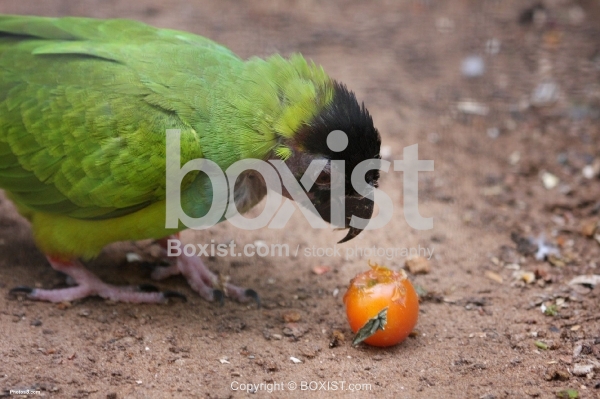 Quaker Parrot Eating - Boxist.com Photography / Sam Mugraby's Stock ...