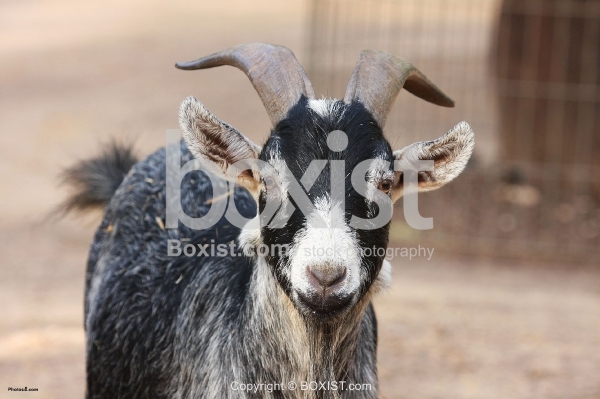 Goat Staring - Boxist.com Photography / Sam Mugraby's Stock Photography