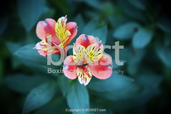 Colorful Small Lily Flowers - Boxist Photography / Sam Mugraby