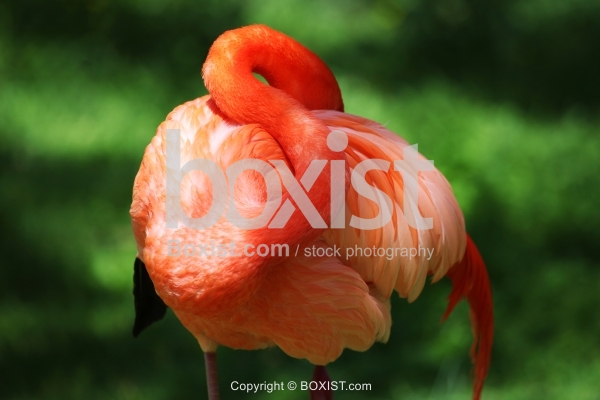 Red Flamingo with Neck Twisted Hiding Head - Boxist.com Photography ...