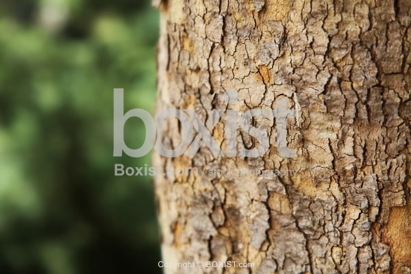 Side of Tree Skin with Cracks - Boxist.com Photography / Sam Mugraby's ...