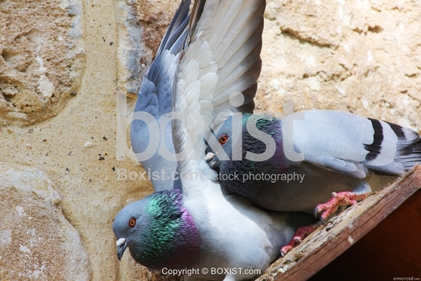 Pigeons Hugging - Boxist.com Photography / Sam Mugraby's Stock Photography