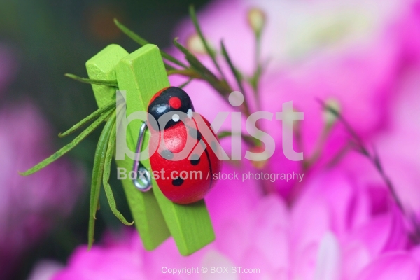 Ladybug Laundry Clip - Boxist.com Photography / Sam Mugraby's Stock ...