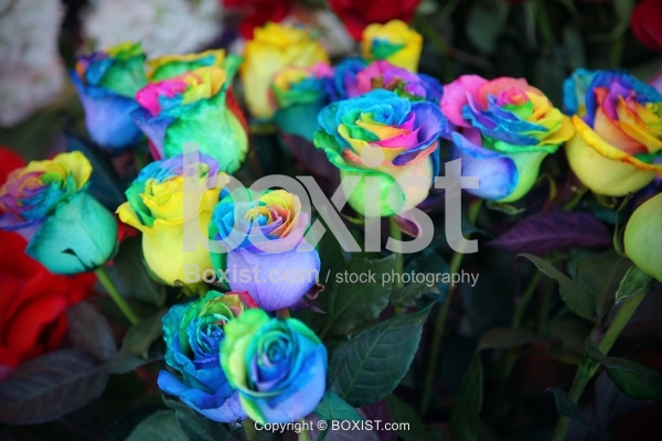 Dyed Rainbow Colored Roses - Boxist.com Photography / Sam Mugraby's ...