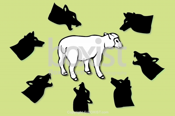 Sheep Surrounded By Wolves - Boxist.com Photography / Sam Mugraby's ...