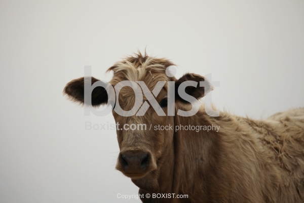 Young Brown Bull Portrait - Boxist.com Photography / Sam Mugraby's ...