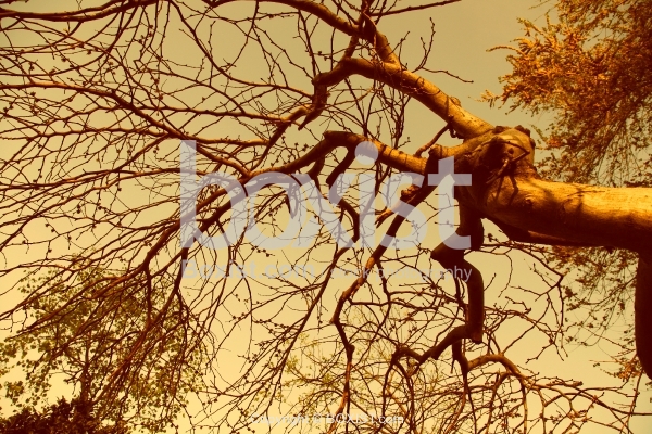 Vintage Tree Branches - Boxist.com Photography / Sam Mugraby's Stock ...