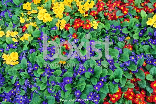 Mix of Colorful Flowers - Boxist.com Photography / Sam Mugraby's Stock ...