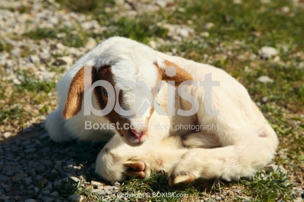 Baby Sheep Sitting - Boxist.com Photography / Sam Mugraby's Stock ...