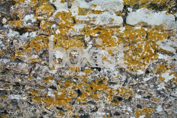 Dry Algae On Rock Wall - Boxist.com Photography / Sam Mugraby's Stock ...