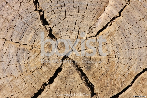 Cut Fir Tree Trunk - Boxist.com Photography / Sam Mugraby's Stock ...